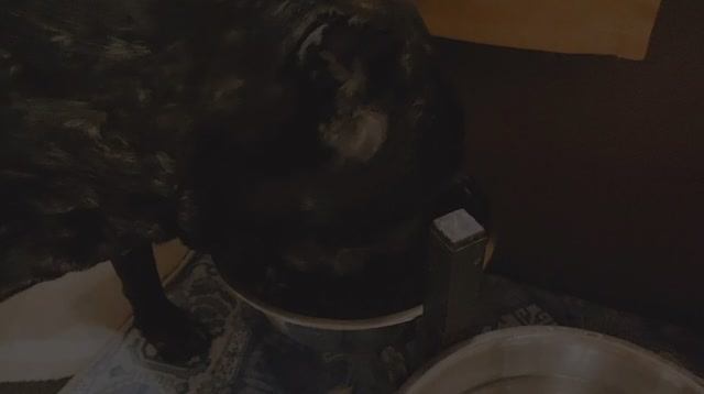 ужин Кане Корсо