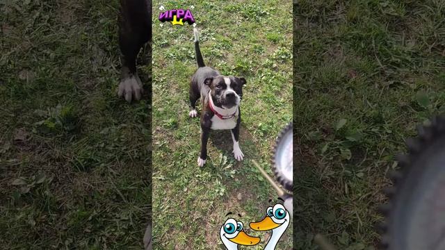 Два веселых гуся 🦢 #спаниель #стаффи #собака #животные #игра #прогулка #весело #spaniel #staffy