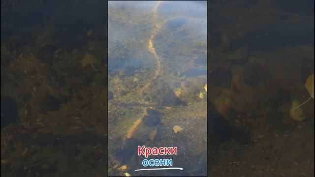 Краски Осени#short