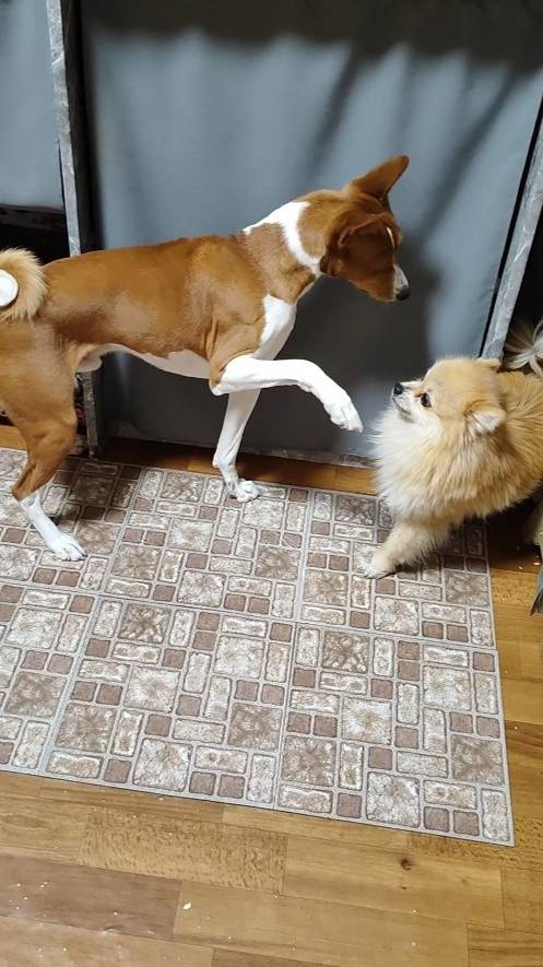 Дружочки встретились ) Басенджи Лео и шпиц Фокс не виделись 2 месяца | Передержка собак Ростов