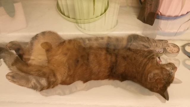 2023г. Слива. На улицу пойдём? Ф