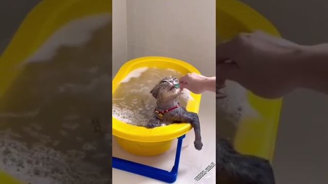 Хозяин принимает ванну