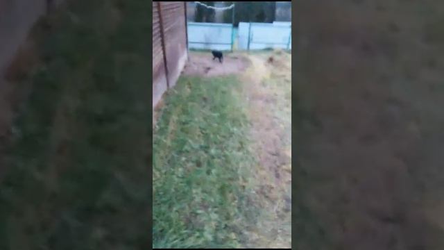 Давай, давай на место!