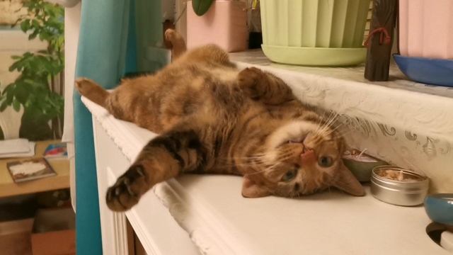 2023г. Слива. Я просто лежу с закрытыми глазами. Ф