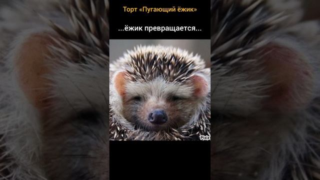 Торт «Пугающий ёжик»