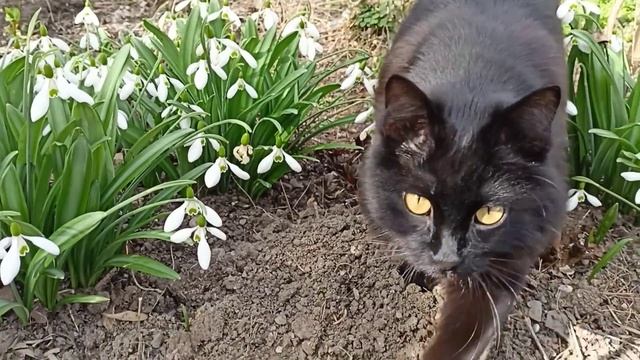 Буся и подснежники - Чёрное и белое