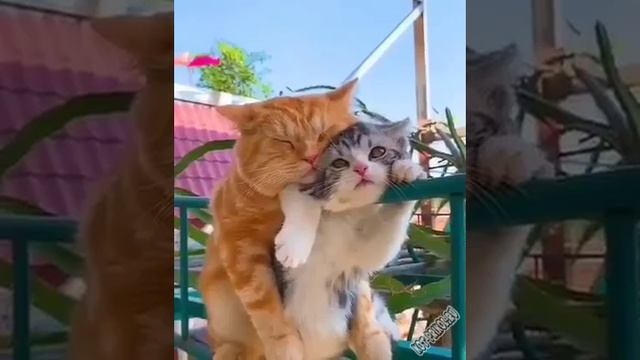 Нашел подругу