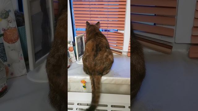 2023г. Слива. Я гениальный сыщик. Ф