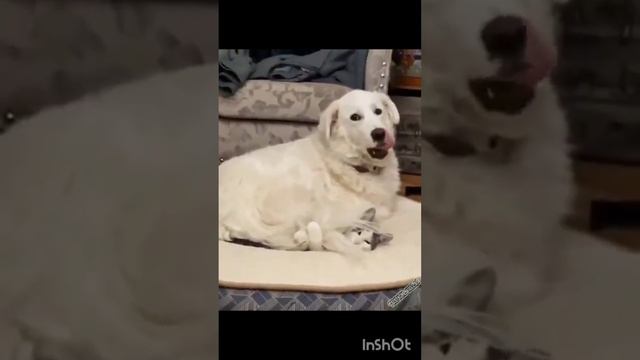 Ох уж эти животные