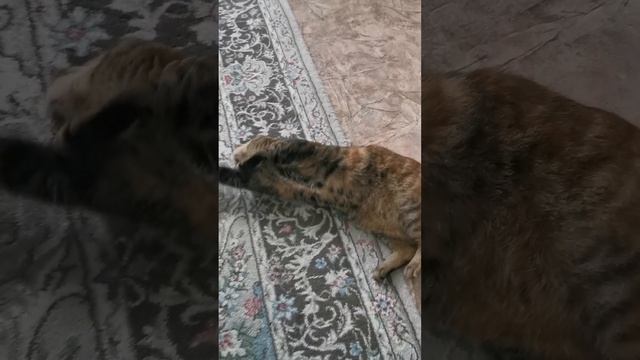 2023г. Слива. Лежать