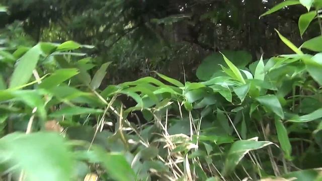 Кунашир. Берегом океана к вулкану Тятя.  Рыбалка на пути.