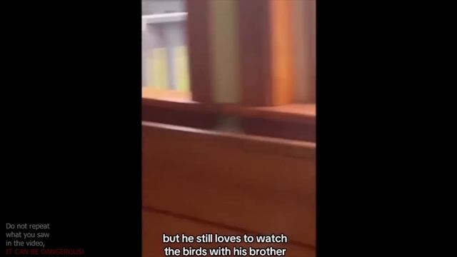 UNUSUAL MEMES COMPILATION V81 (meme.mp4)