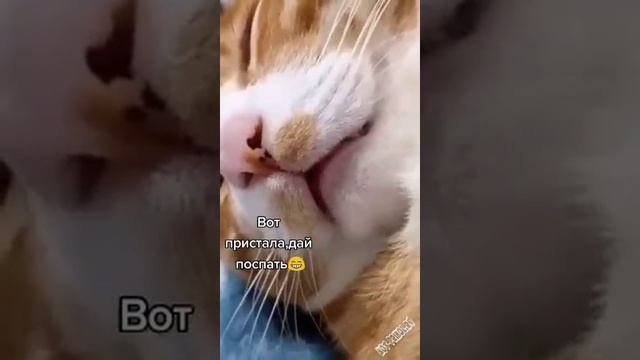 Дай немножко поспать