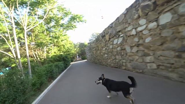 Счастливая собака Бася.