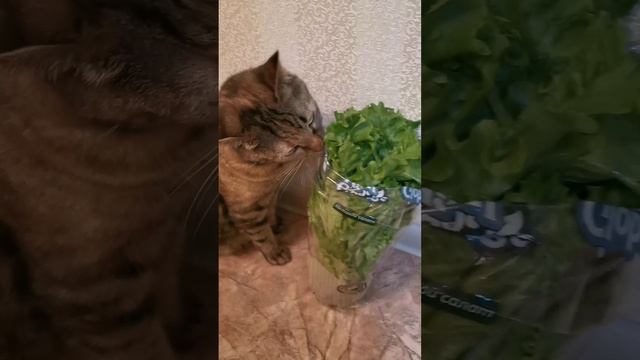 2023г. Слива. Ты не ты, когда голоден. Ф