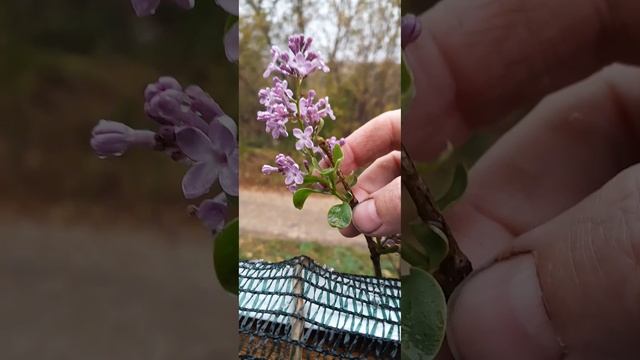 Сирень зацвела на Покров