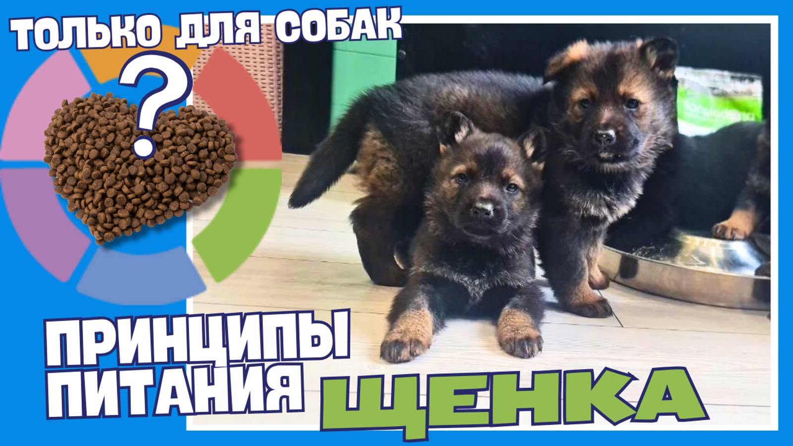 Как перевести щенка с молока матери на корм?