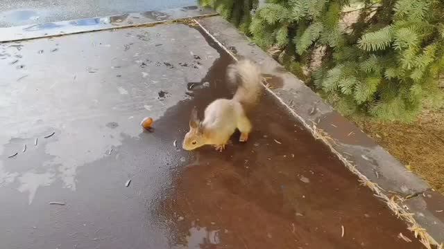 Посадка ореха конского каштана и жёлудя дуба европейского. Короткая версия