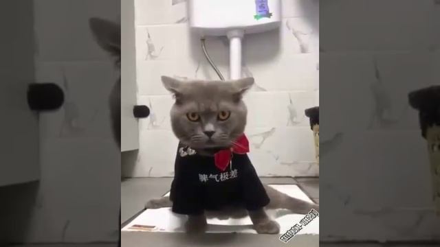 Как надо ходить в туалет