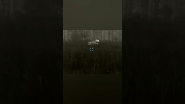 шуганули лося😄😁 охота тепловизор👍👍👍