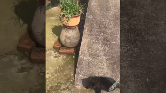 Кошачья горка