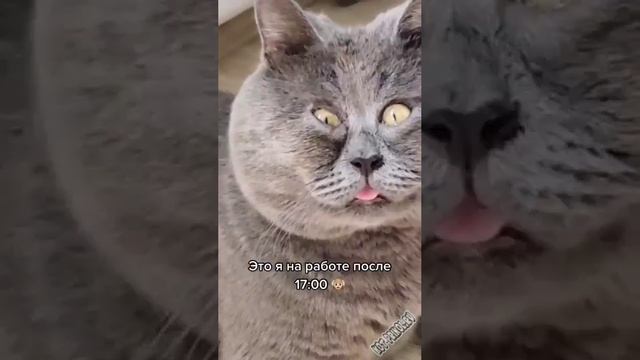 Тишины хочется