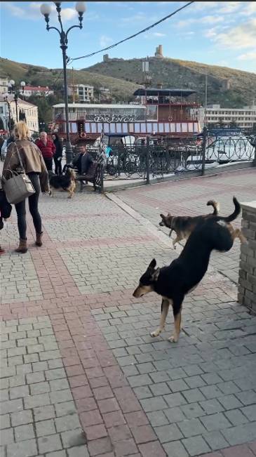 Севастополь, Балаклава, набережная Назукина, бродячие собаки