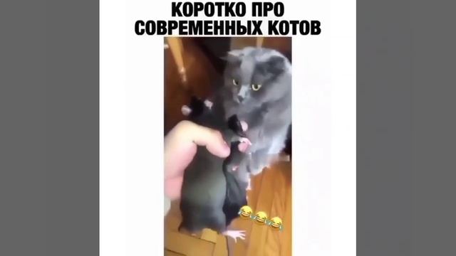 Современные коты
