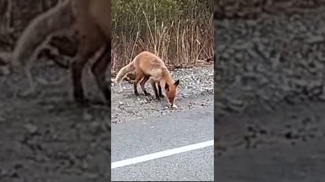 Лиса поберушка у дороги.