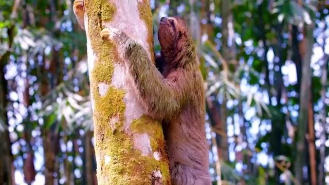 Health_Brazil_beehive6-culture-video-unit-2