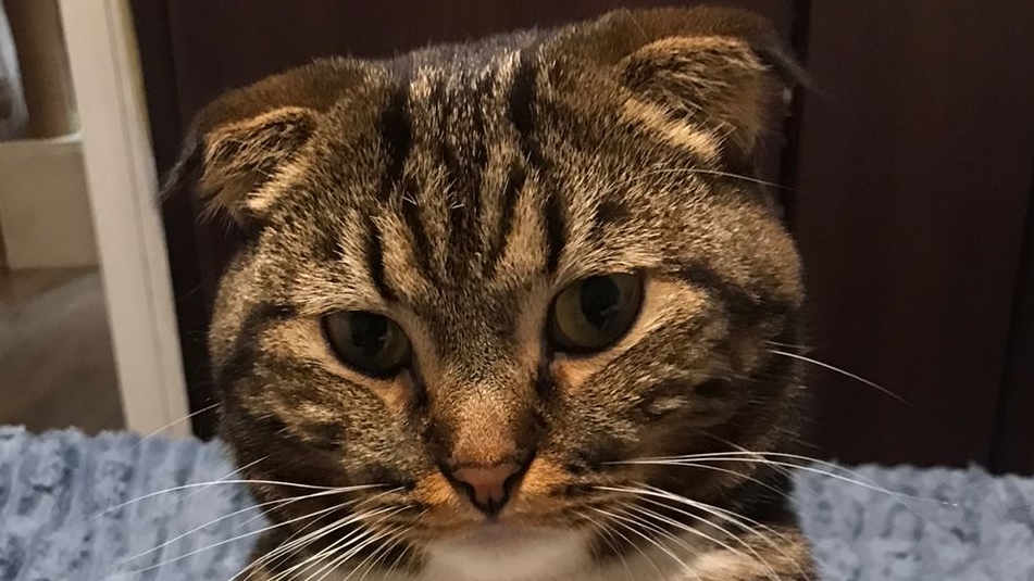 Я вернулся в бравл чтооо