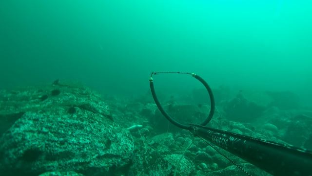 Бурый терпуг