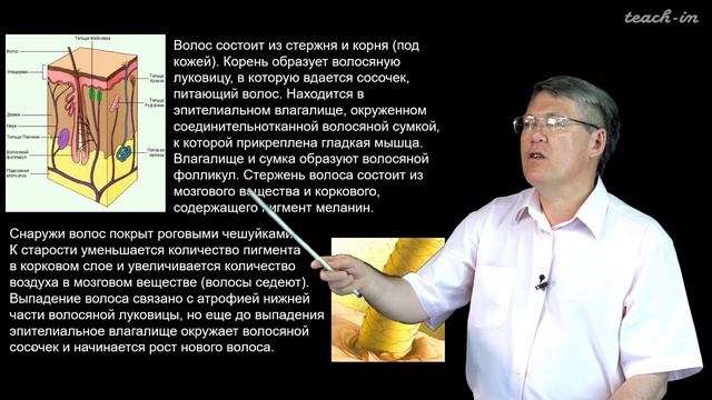 Дубынин В. А. - 100 часов школьной биологии - 1.12. Кожа, терморегуляция