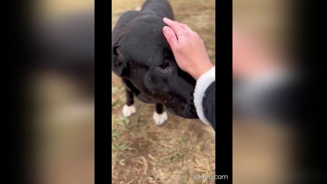 Мощь 💪, сила 💥, доброта 💖, преданность 🐾 - Наташа🥰 (Ищем дом 🏡👨👩👧👦🐕)