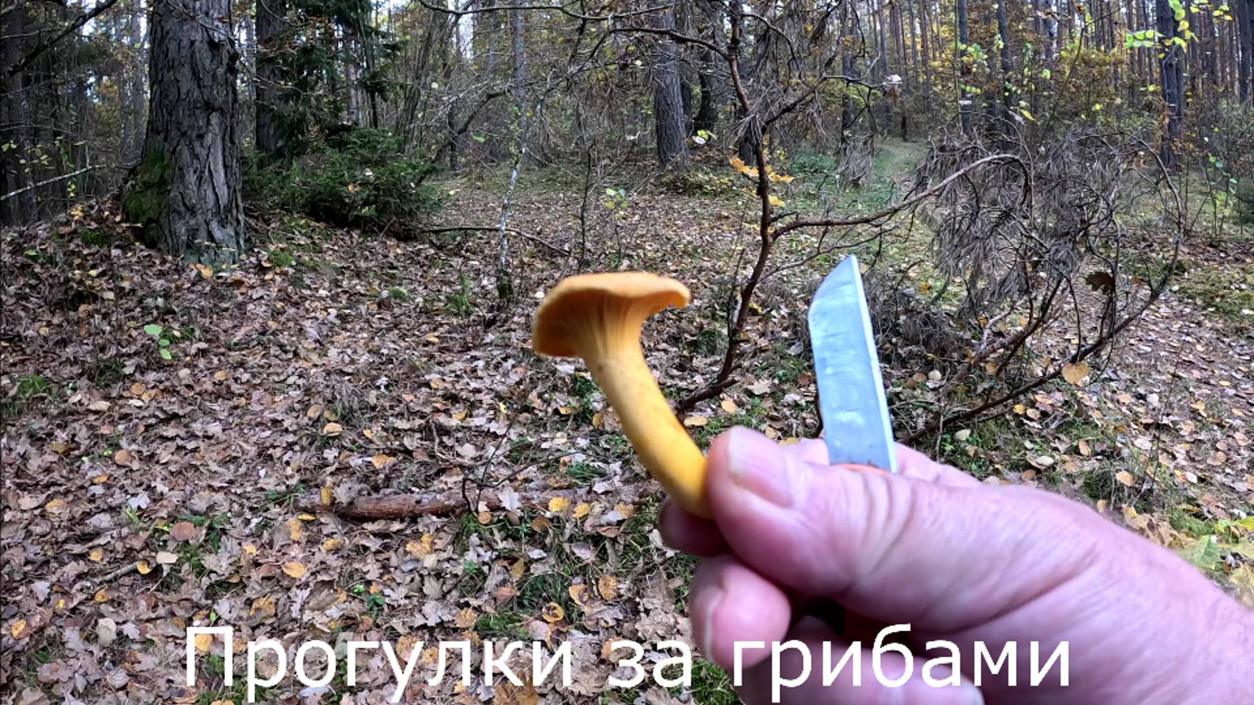 Прогулки за грибами.  Есть еще лисички в лесах, но их мало.