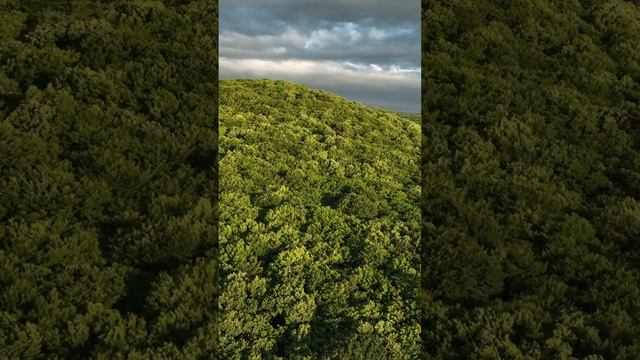 Над макушками