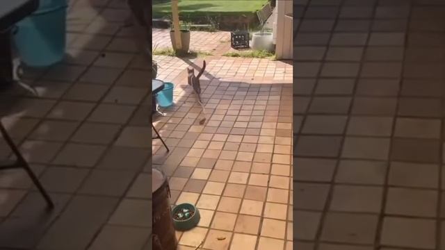 Различие между определенным и неопределенным эмоциональным центром на примере котиков