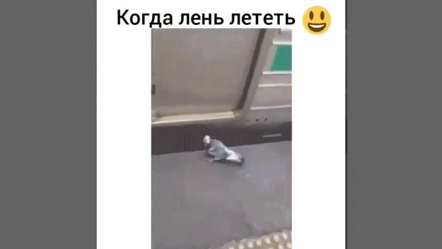 Лень лететь