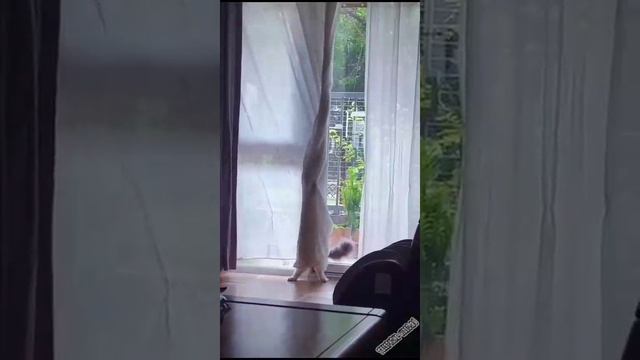 Аттракцион с занавеской