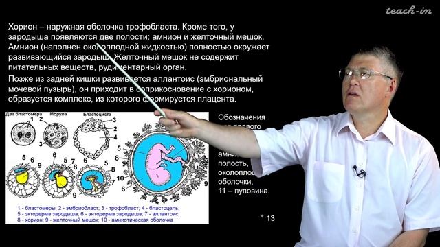 Дубынин В.А. - 100 часов школьной биологии - 1.15 Половая система, размножение