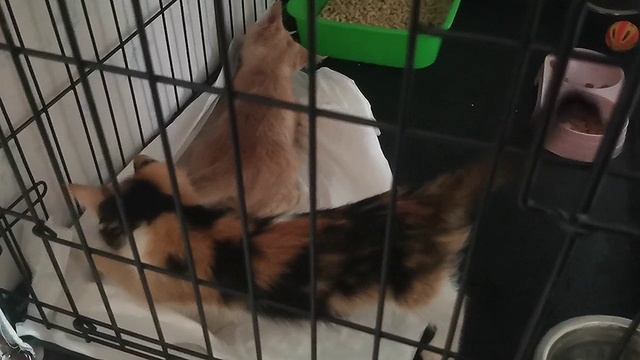 Продолжаем лечение пяти котят с дач.Путь к выздоровлению ещё очень долгий,самое главное они живы 🙏