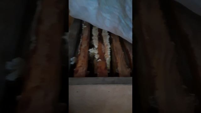 Зимовка пчел#пчеловодство