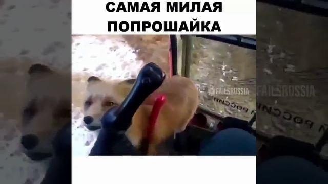 Попрошайка