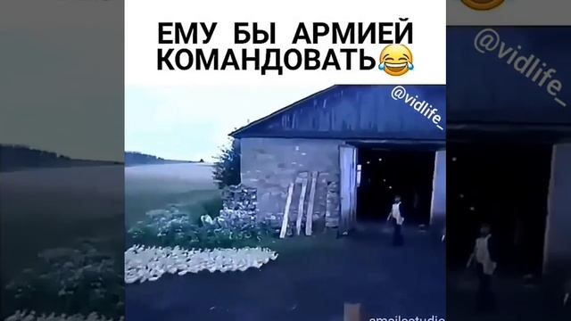 Животные