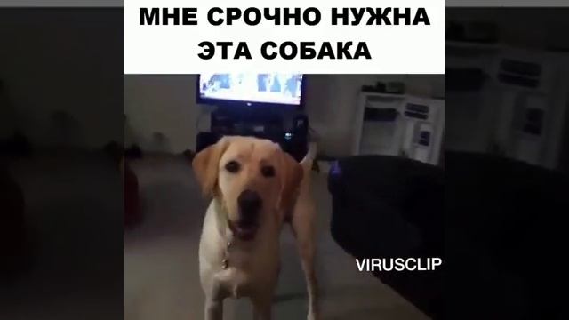 Такая собака нужна самому