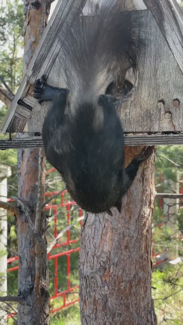 ️ рассмешила меня #shorts #дацан #лысаягора #дацанринпочебагша