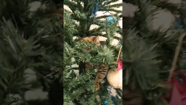 2021г. Слива. Наряжаем елку