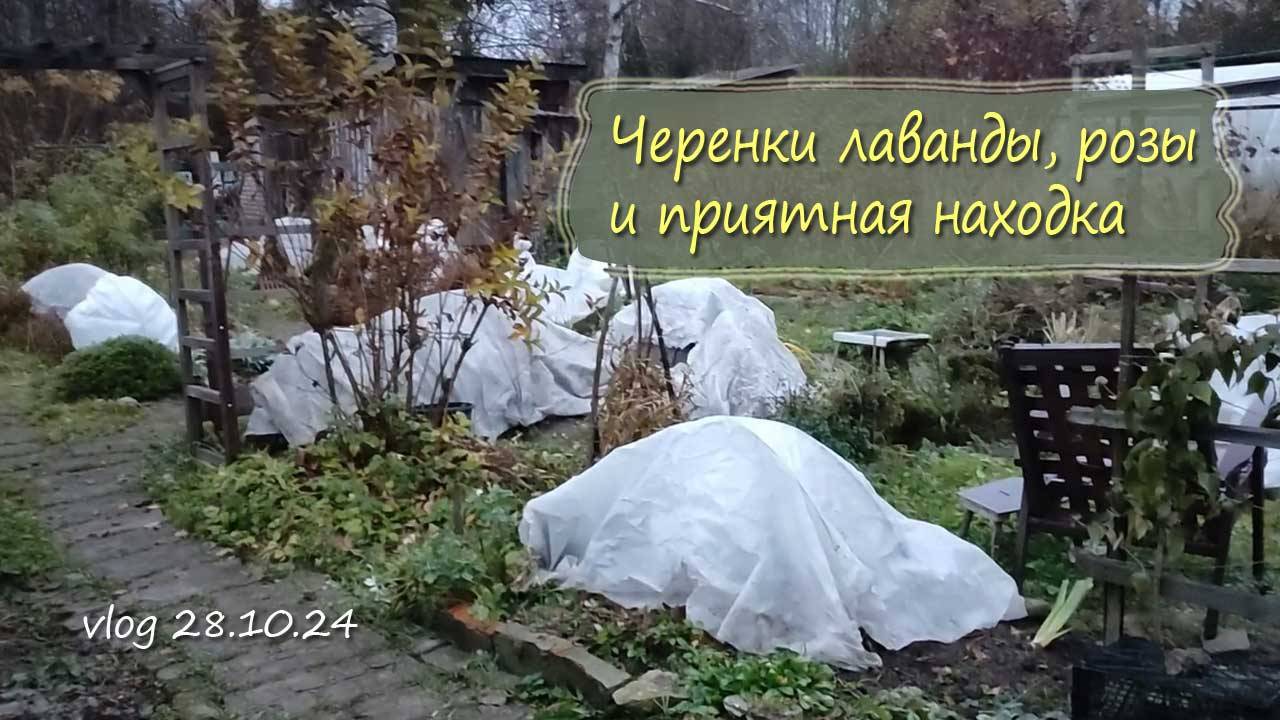 Мульчирую черенки лаванды, укрываю розы. Приятная  находка | Vlog  Дача как есть 28.10.2024