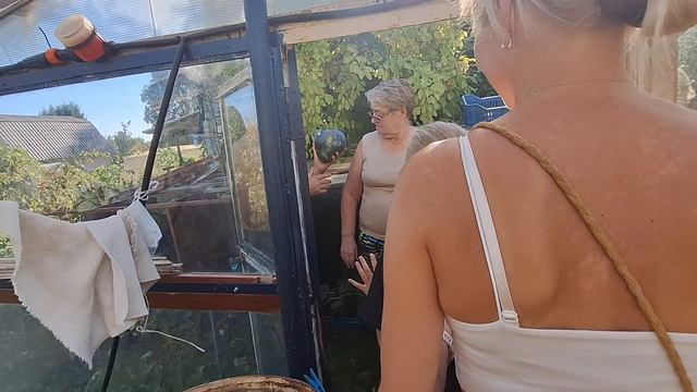 Снимаем и пробуем первый арбуз 15.09.24