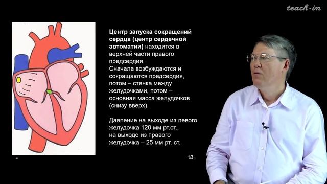 Дубынин В. А. - 100 часов школьной биологии - 1.6. Сердце